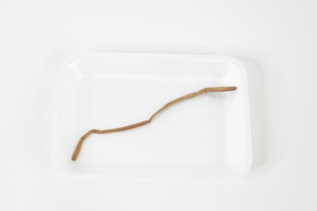 earthworm dissection kit